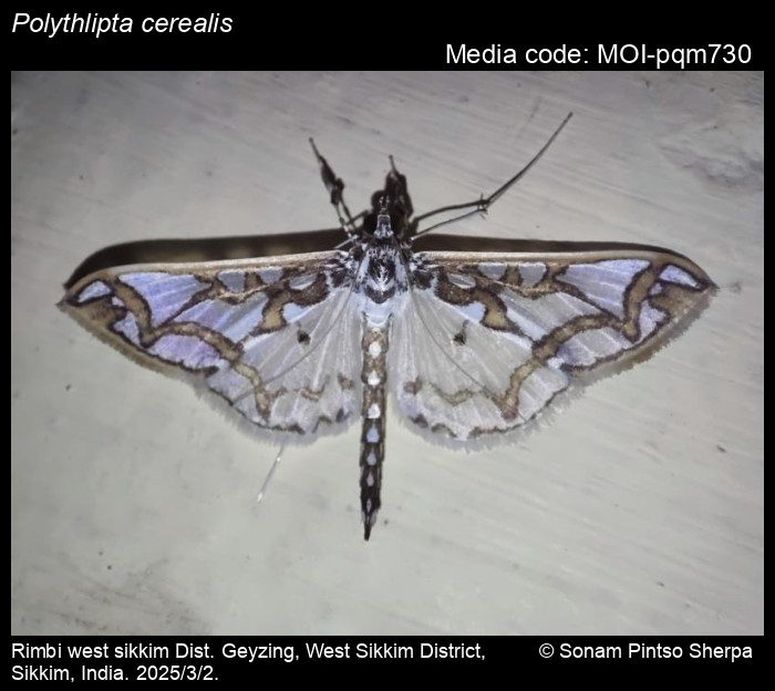 Polythlipta cerealis | Moths